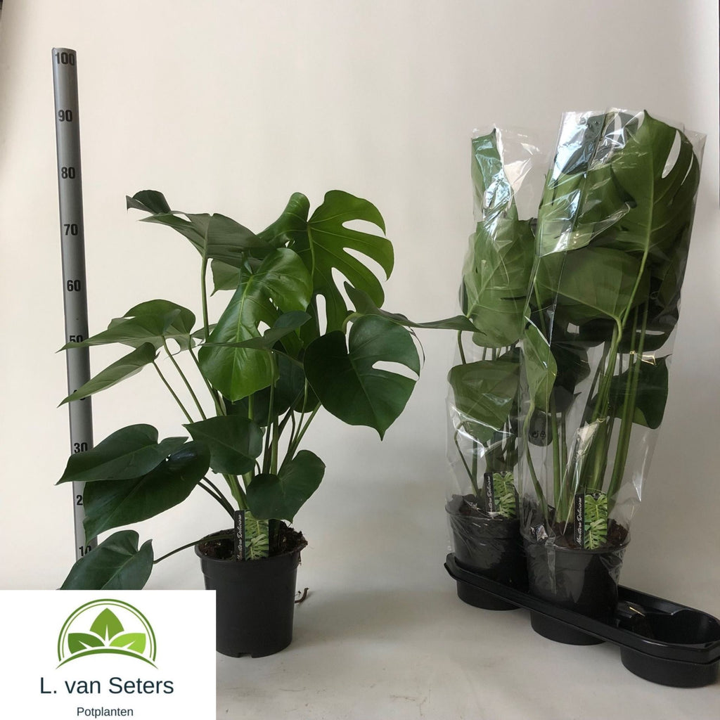 Monstera Deliciosa - Height 60cm – Xerri's Garden Centre